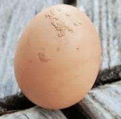Chicken Eggshell Variations | Why are my egg shells soft?