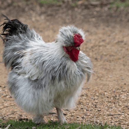 Rooster Comb Extract