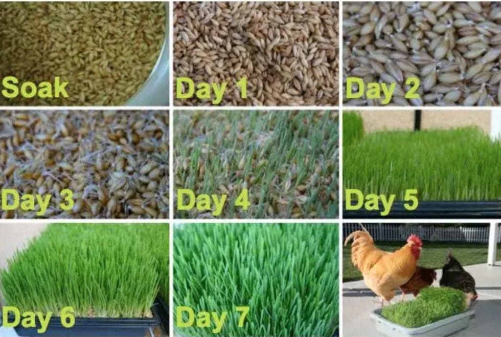 How to grow a fodder system for your flock - The Good Life Backyard