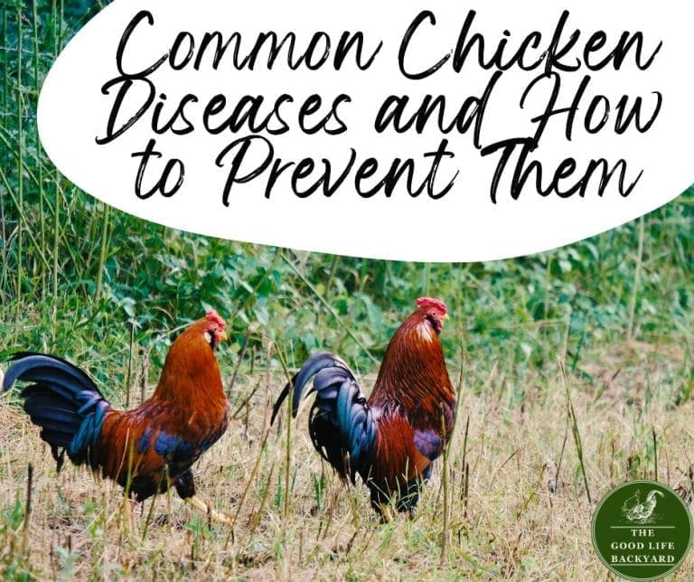 Common Chicken Diseases and How to Prevent Them